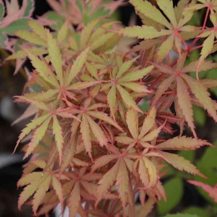 Acer palmatum 'Jerre Schwartz' | Záhradníctvo EMMA